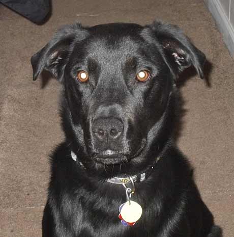 Testimonial – L & L Kennels